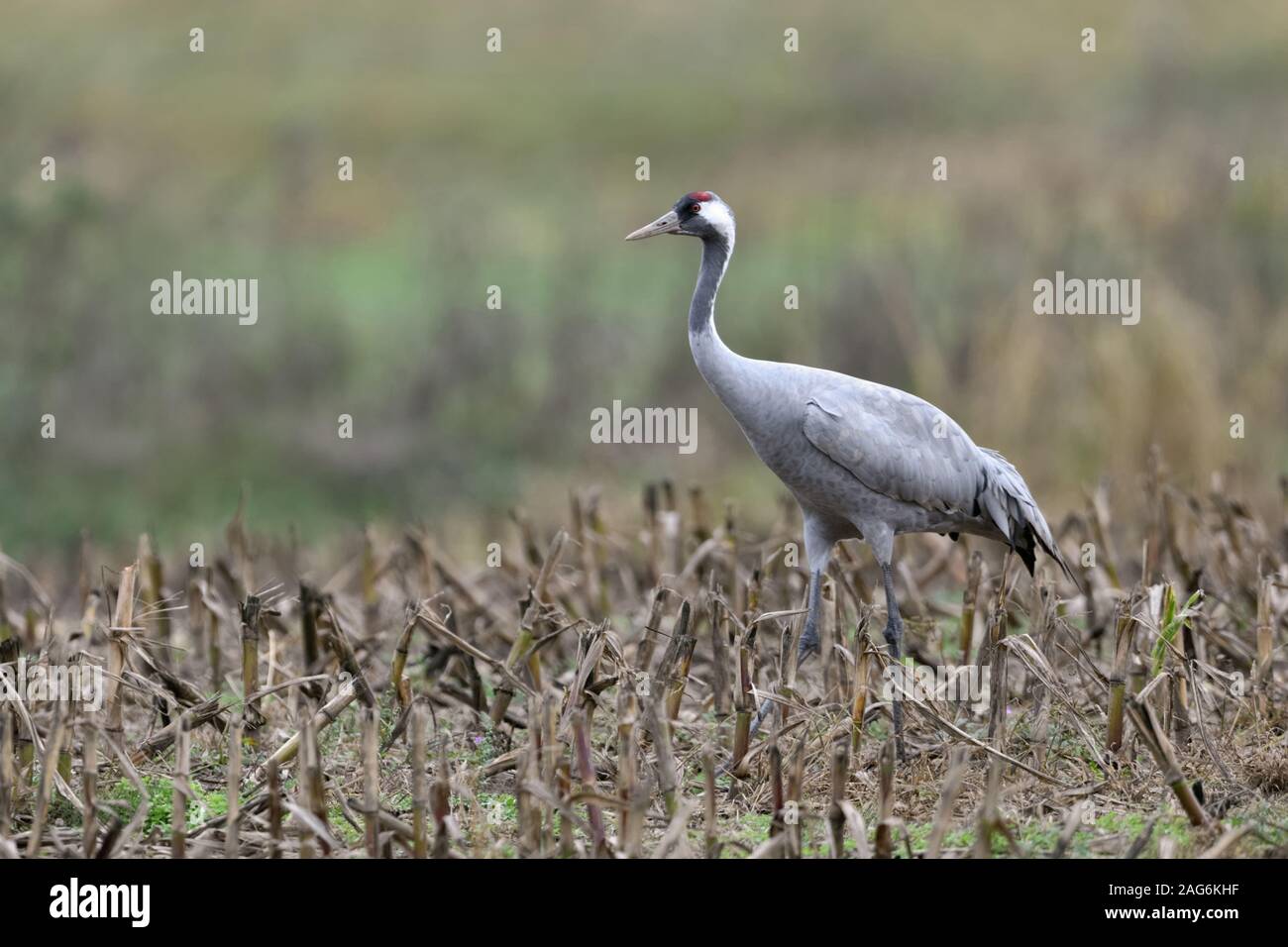 Common Crane ( Grus grus ), resting on farmland, corn field, migratory ...