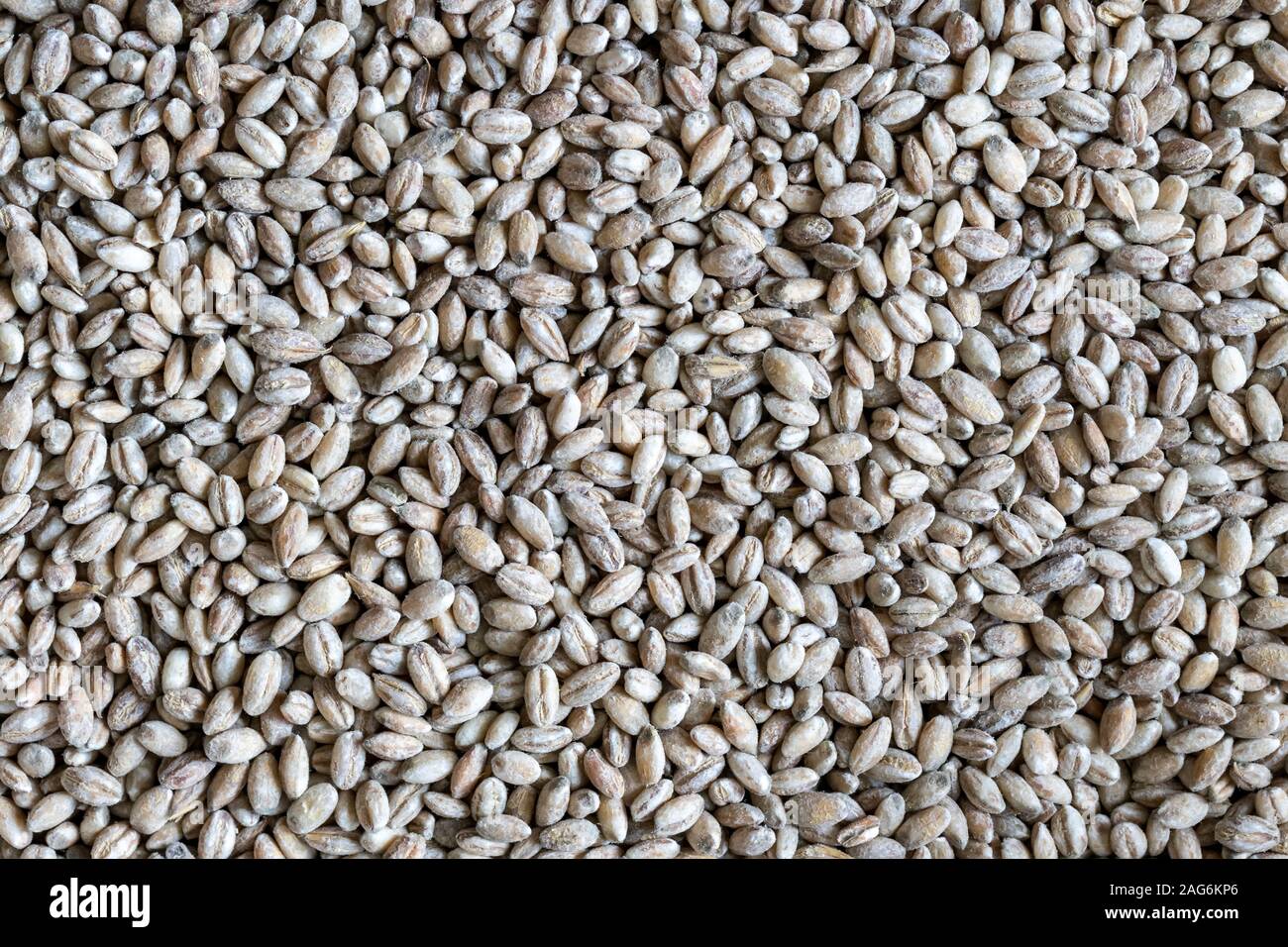 Barley grains background or texture. Gluten-Free and healthy vegeterian ...