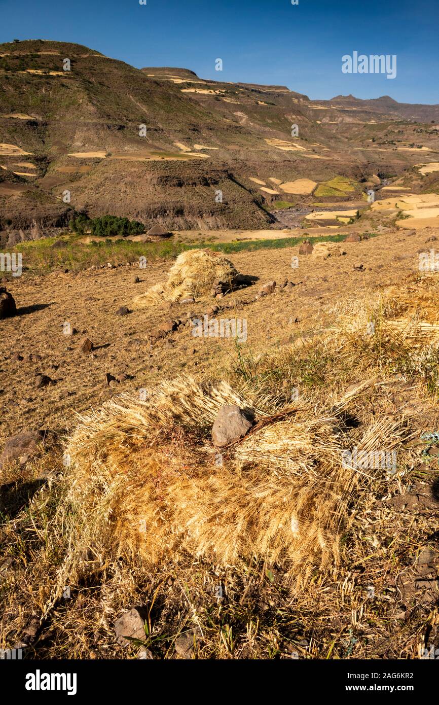 Barley harvest hi-res stock photography and images - Alamy