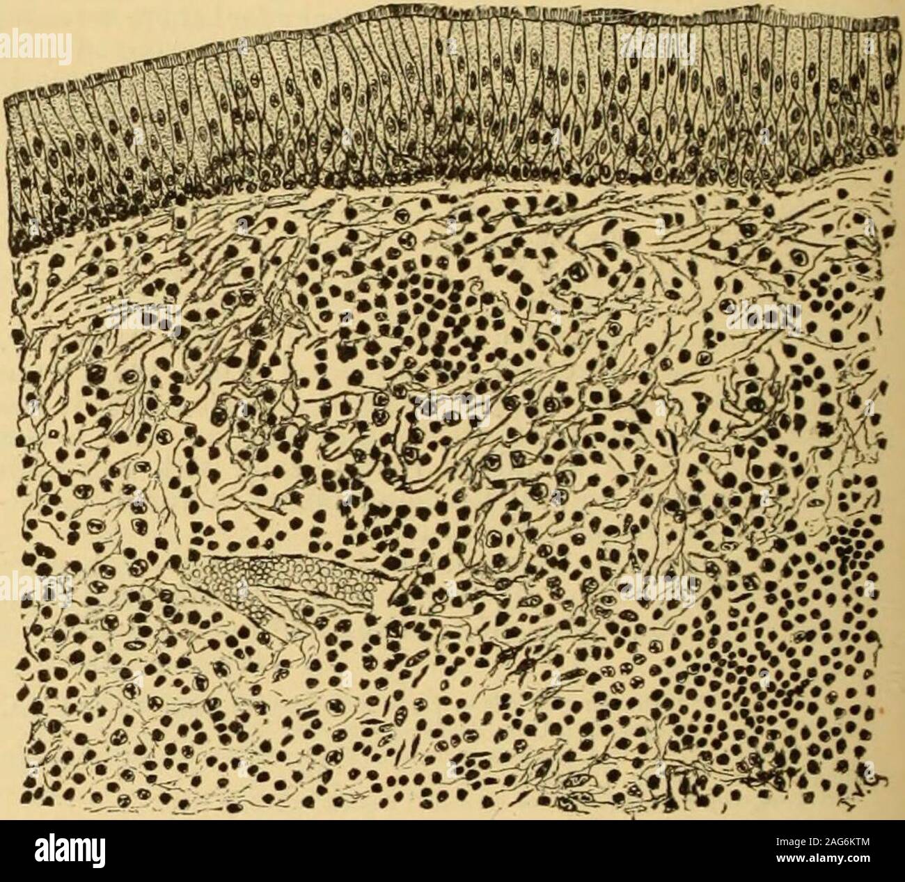 Tubular Membrane Stock Photos & Tubular Membrane Stock Images - Alamy