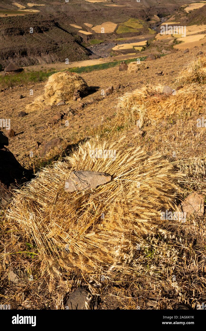 Ethiopia, Amhara, Kulmesk, agriculture, barley harvest, cut ripe grain ...