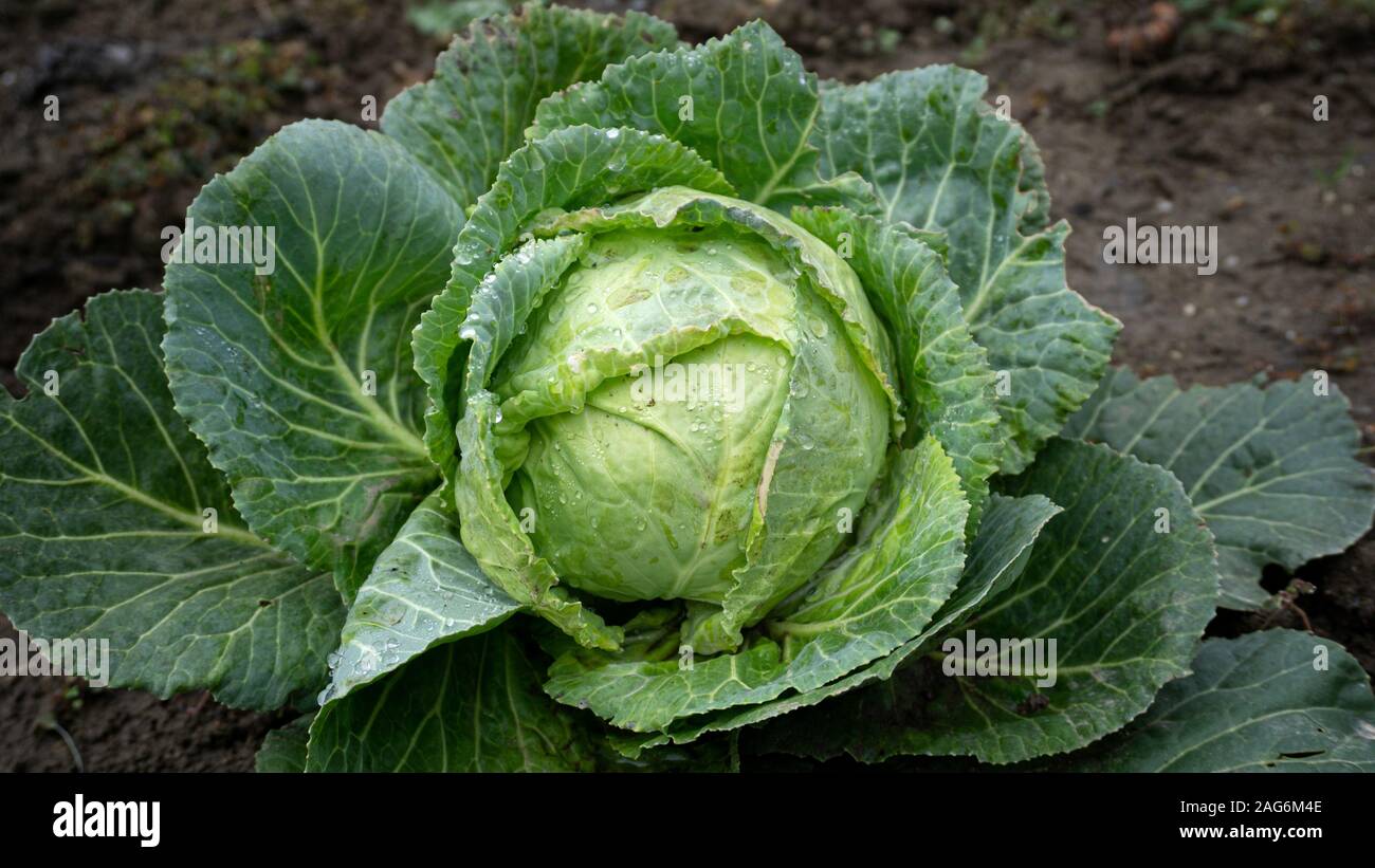 White cabbage in garden ready to be harvest farming Stock Photo - Alamy