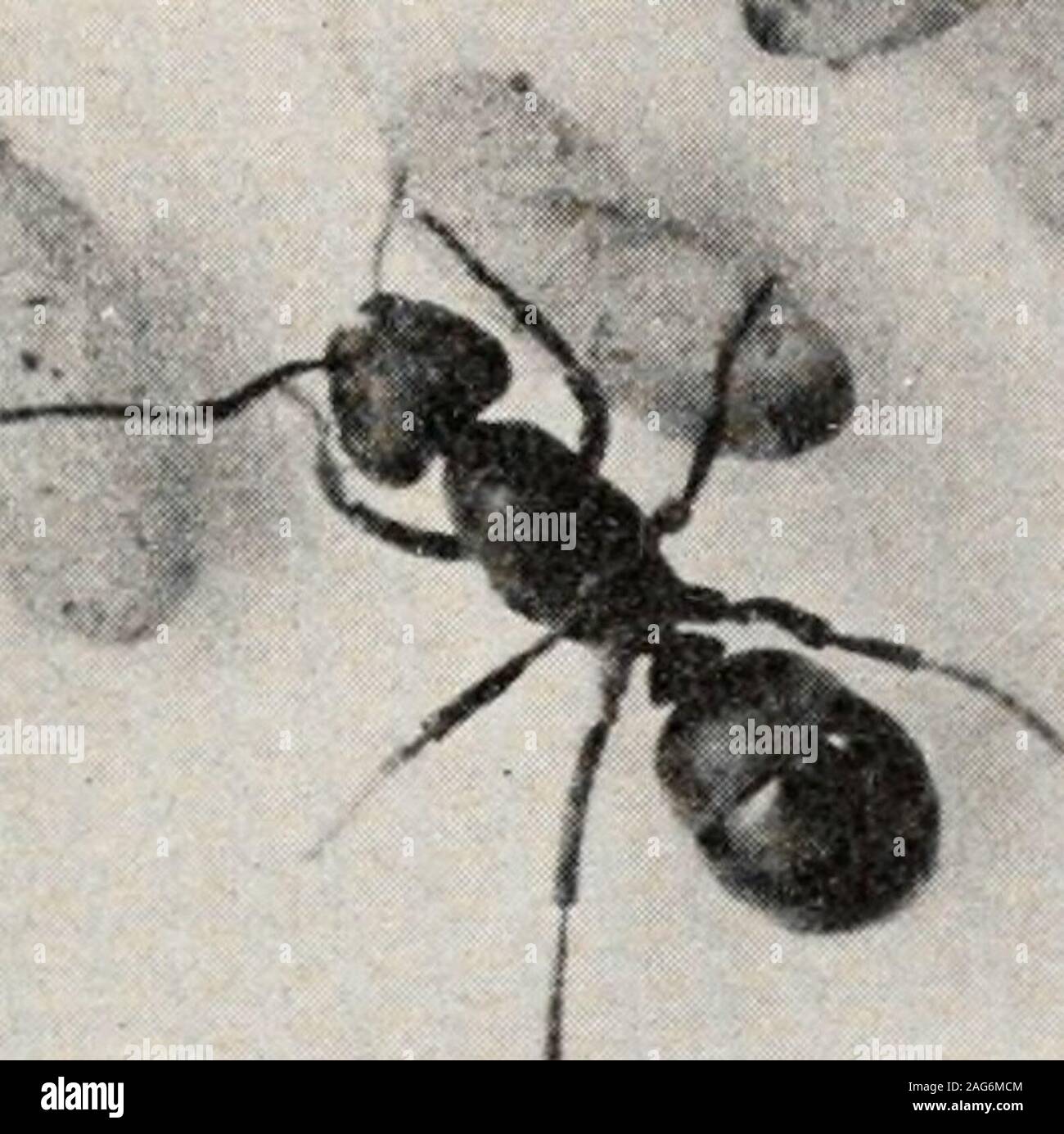 . Ants; their structure, development and behavior. ^ Stock Photo - Alamy