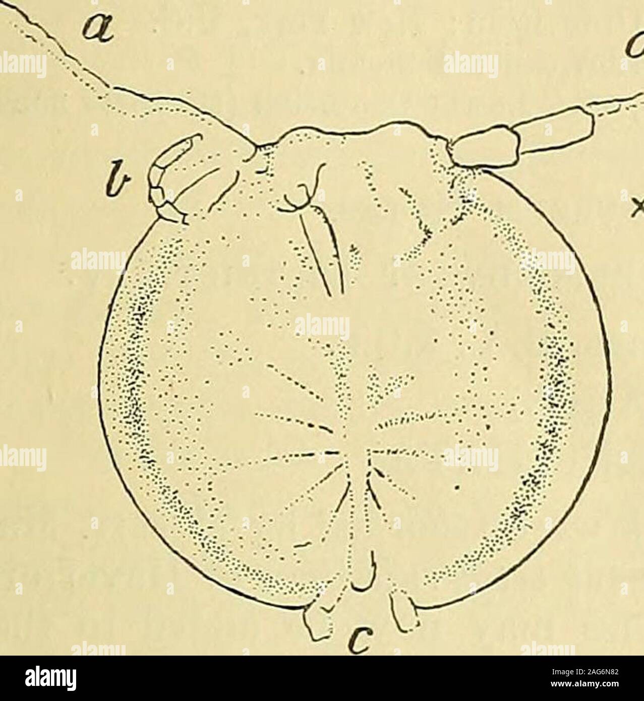 . Geological magazine. IX. ^ See Mon. Brit. Foss. Crustacea, Order ...