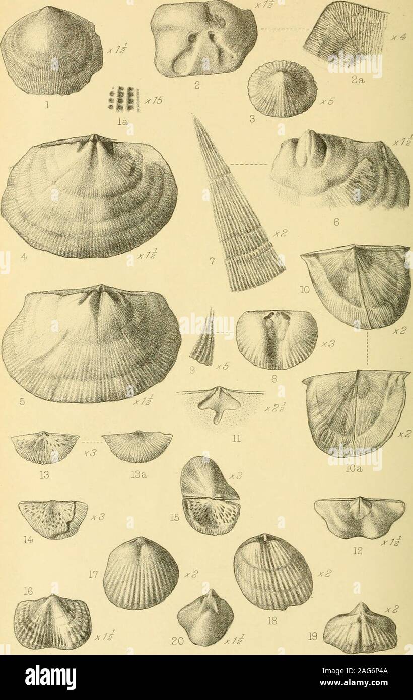 Ovoid shape hi-res stock photography and images - Alamy