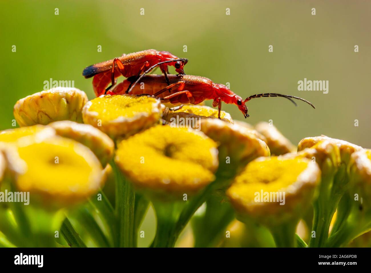 A pair of Common Red Soldier Beetle. Rhagonycha fulva, mating on a ...