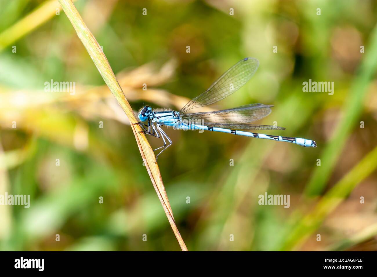 Summer leys nature reserve hi-res stock photography and images - Alamy