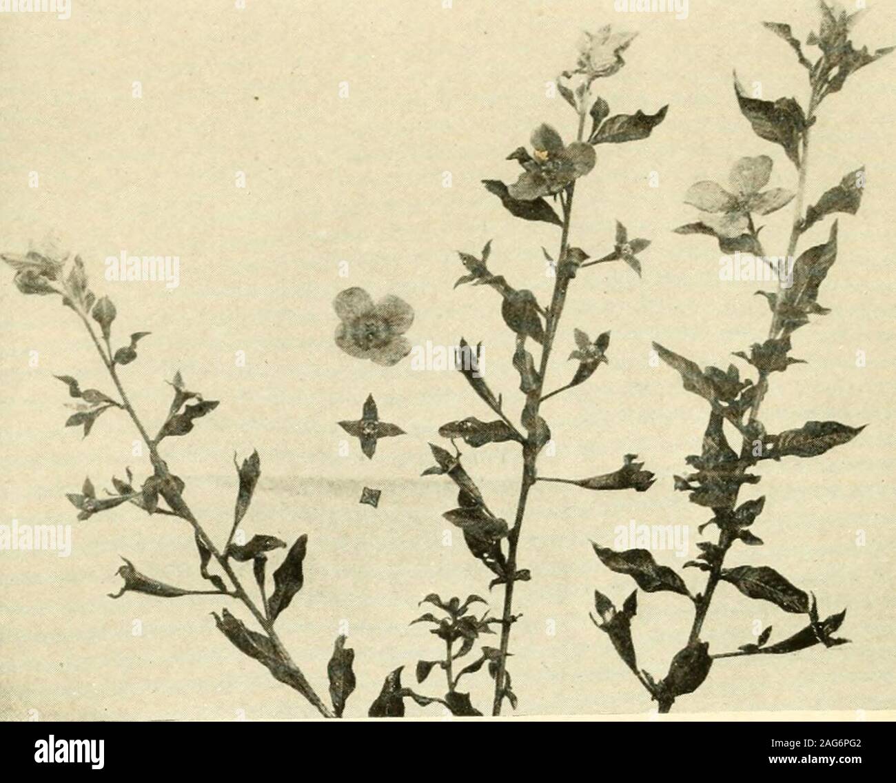 . A year of Costa Rican natural history. Guitite—Jcnistus arborescens ...