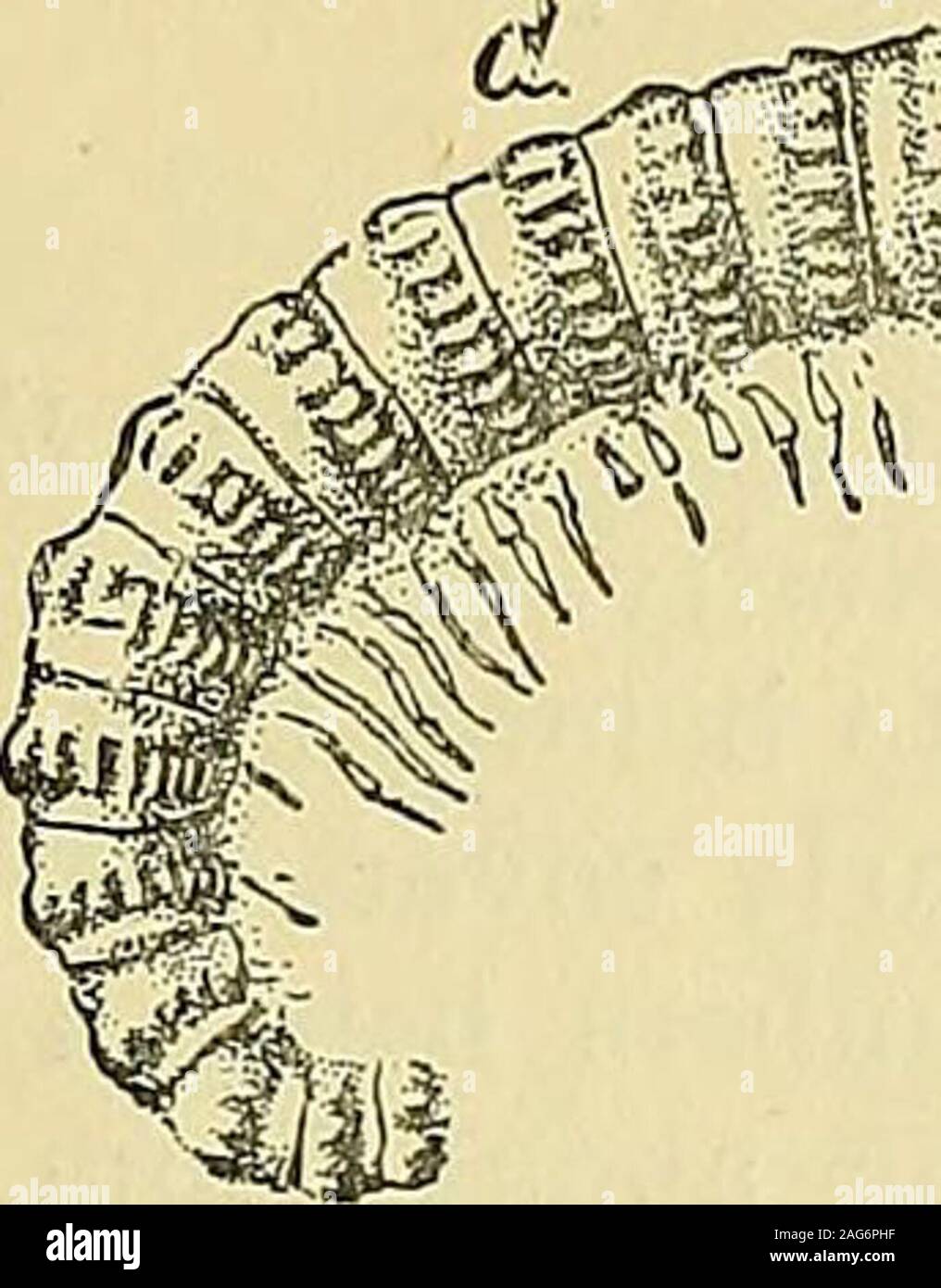 . Geological magazine. The specimen here figured (Fig. 4) from near ...