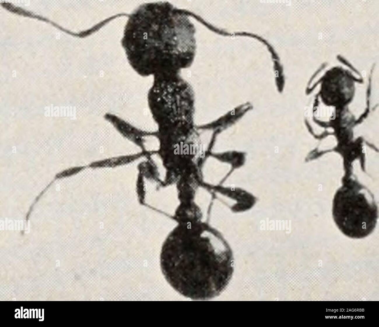. Ants; their structure, development and behavior Stock Photo - Alamy