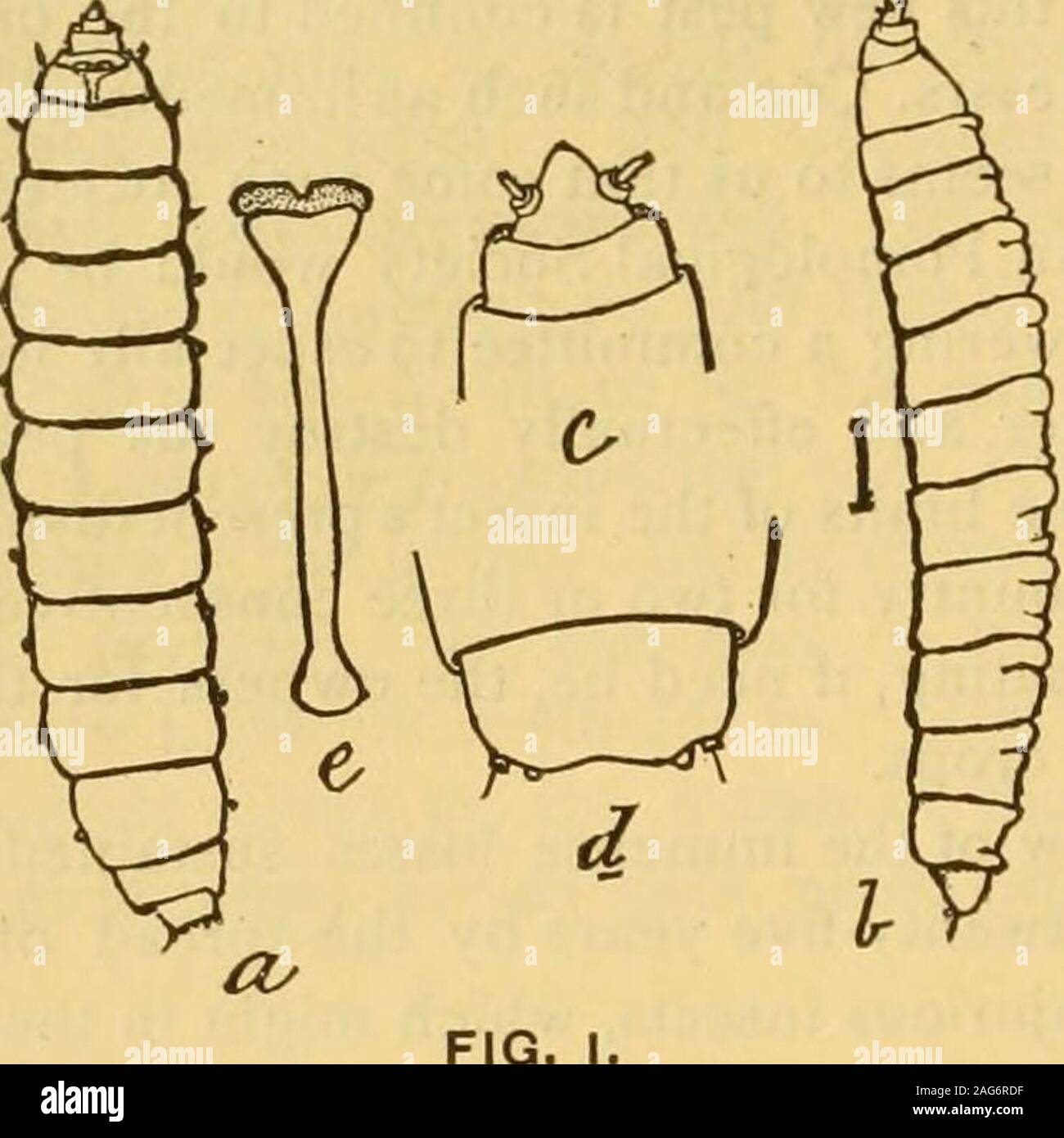 Excremental High Resolution Stock Photography and Images - Alamy