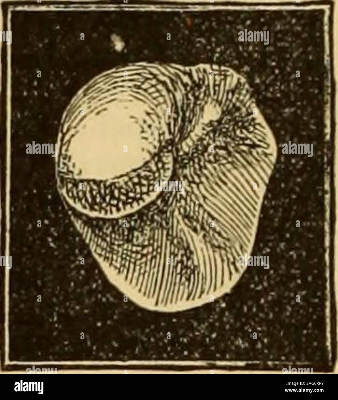 . A Reference handbook of the medical sciences : embracing the entire ...