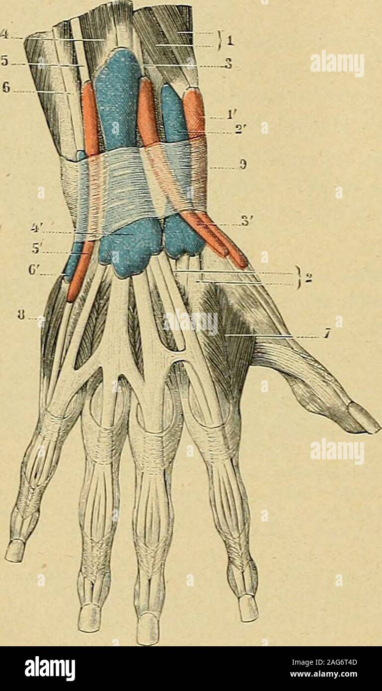 Anatomie du radius hi-res stock photography and images - Alamy