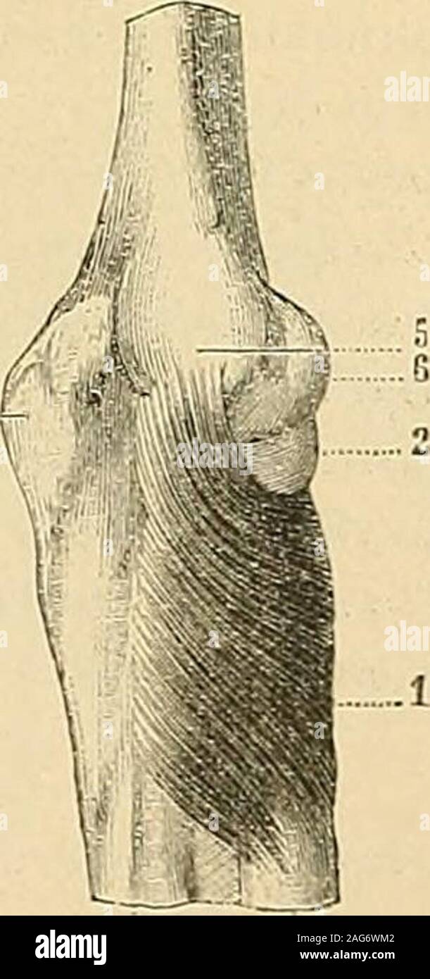 Anatomie du cubitus hi-res stock photography and images - Alamy
