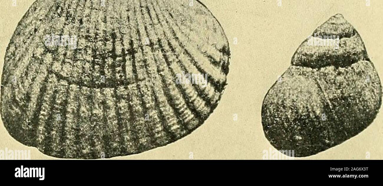 Identification of shells hi-res stock photography and images - Alamy