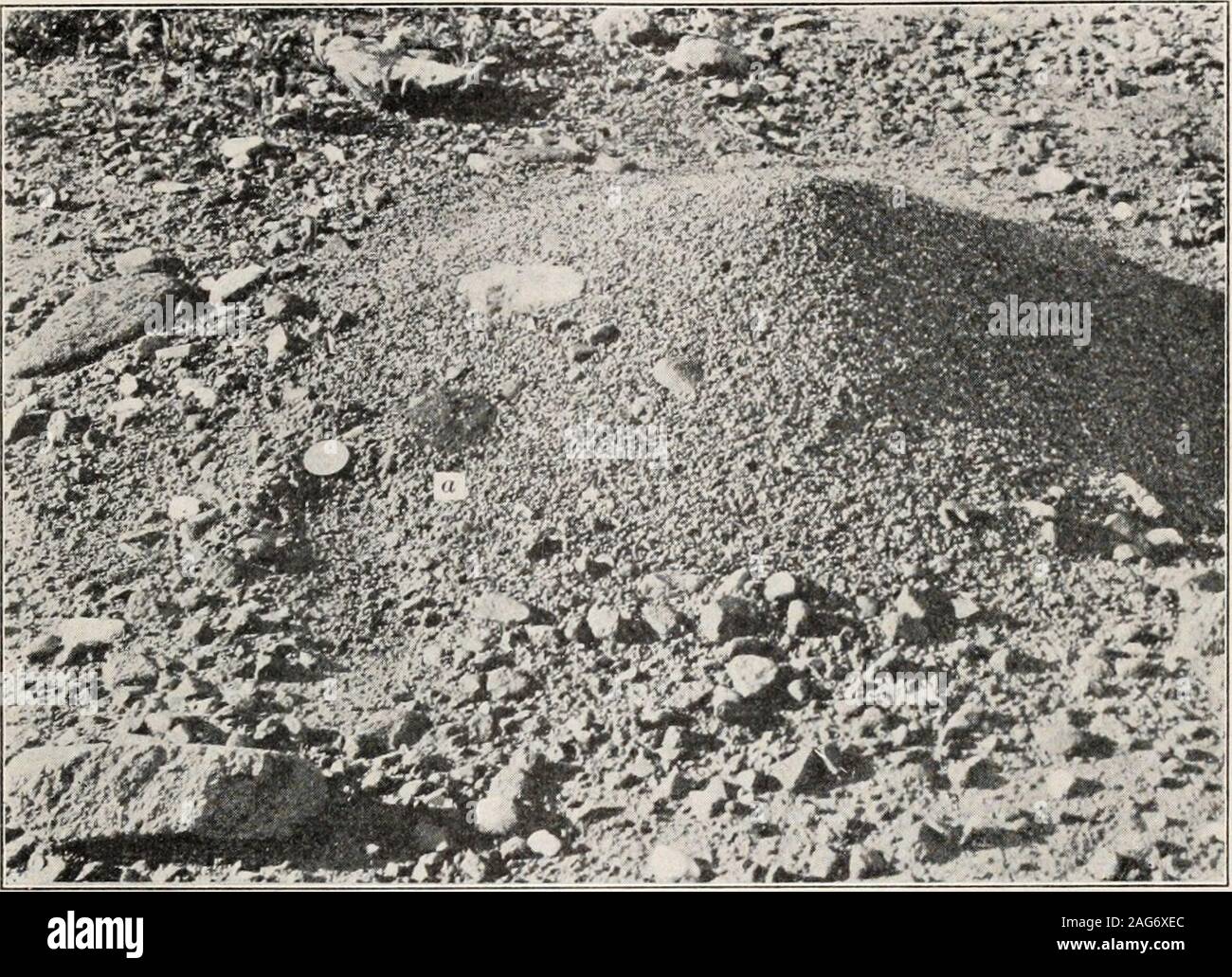 Parabiosis High Resolution Stock Photography and Images - Alamy