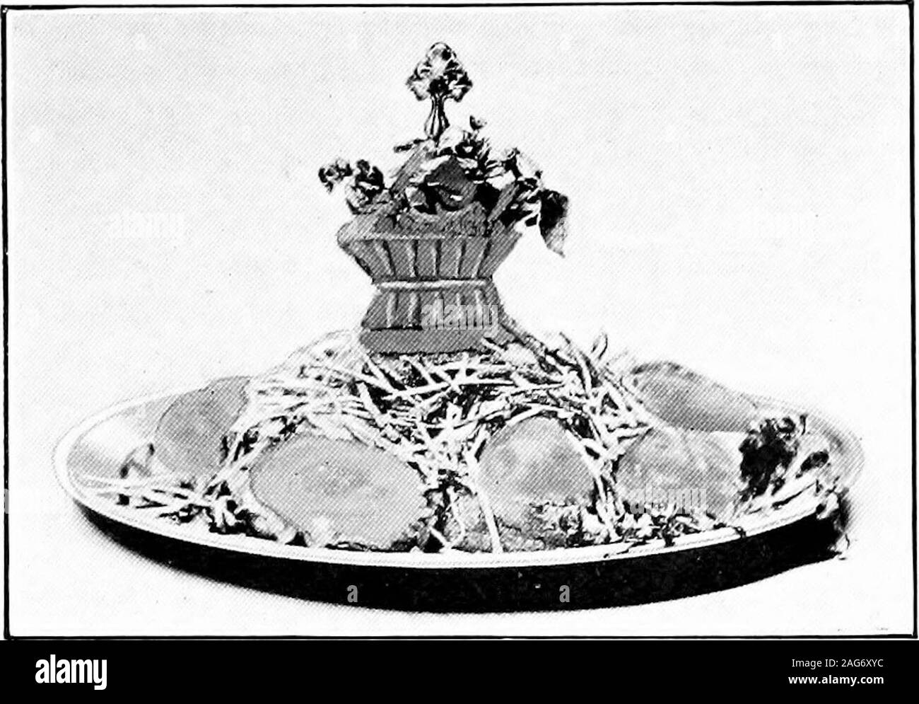 Cutlet bat hi-res stock photography and images - Alamy