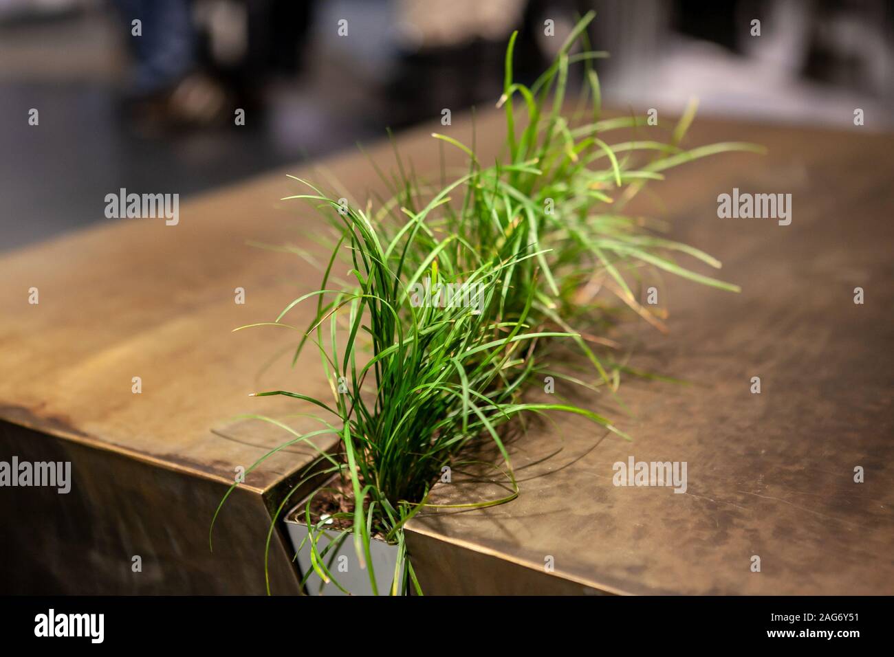 Interior design grass growing indoors hi-res stock photography and ...
