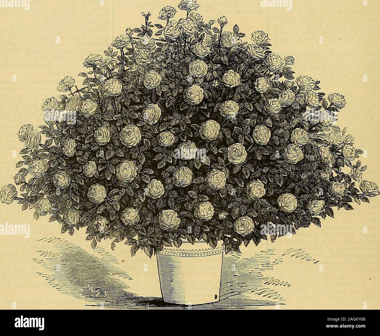 Village maid rose hi-res stock photography and images - Alamy