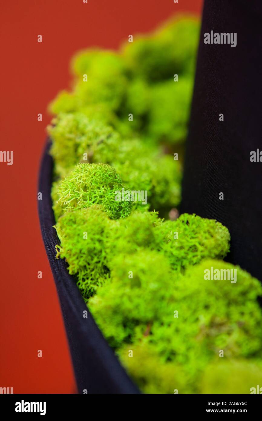 green moss in a modern interior, and environmental design elements and ...
