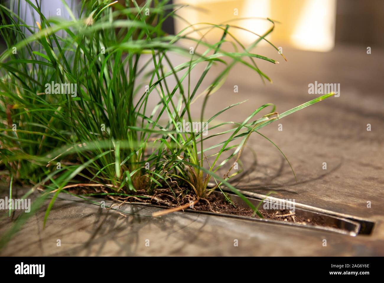 Bush of green grass in a modern interior, design and environmental ...