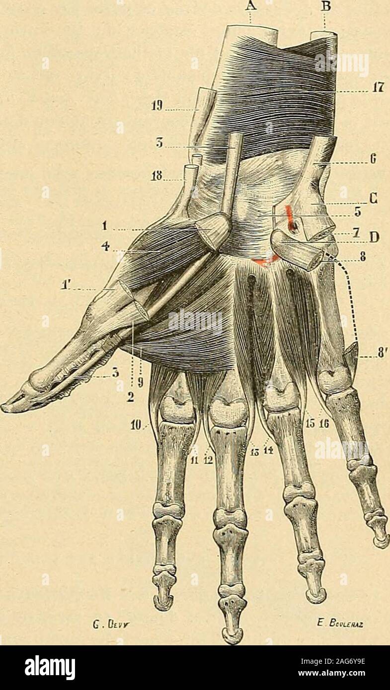 Anatomie der hand hi-res stock photography and images - Alamy