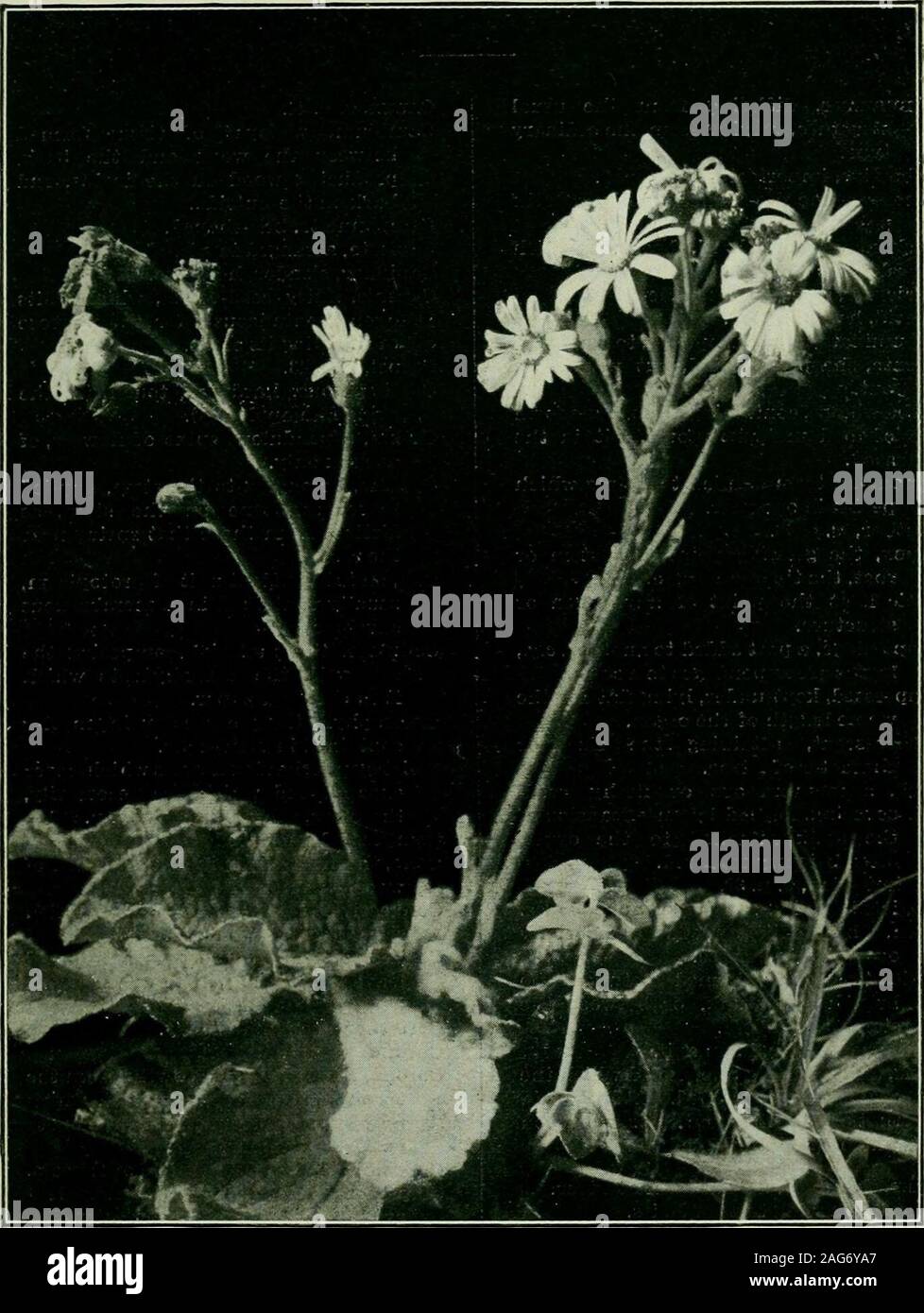 Mutton bird island hi-res stock photography and images - Alamy