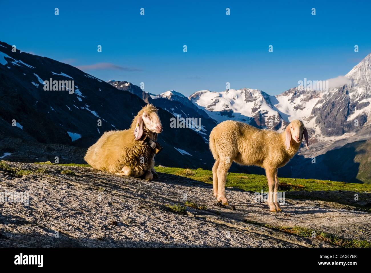 Alpine sheep hi-res stock photography and images - Alamy