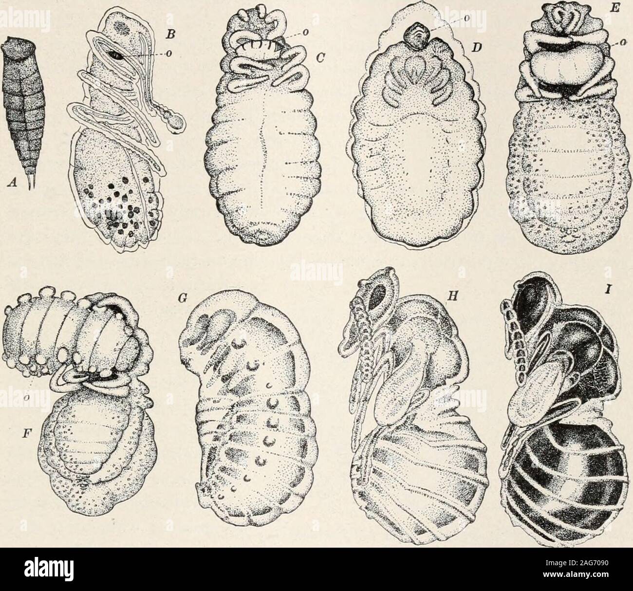 . Ants; their structure, development and behavior. FIG. 250. Orasema ...