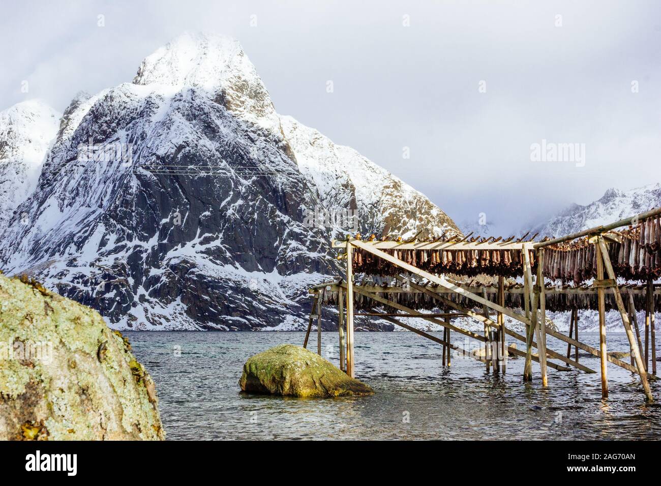 Dried Stockfish hanging in Reine, Lofoten Islands, Norway Stock Photo ...