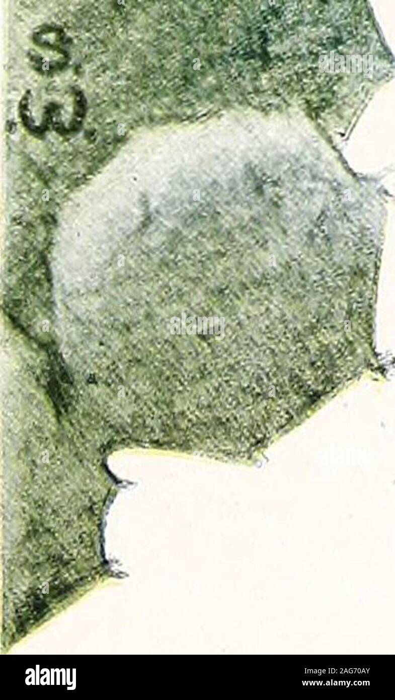 Epstein pearl hi-res stock photography and images - Alamy