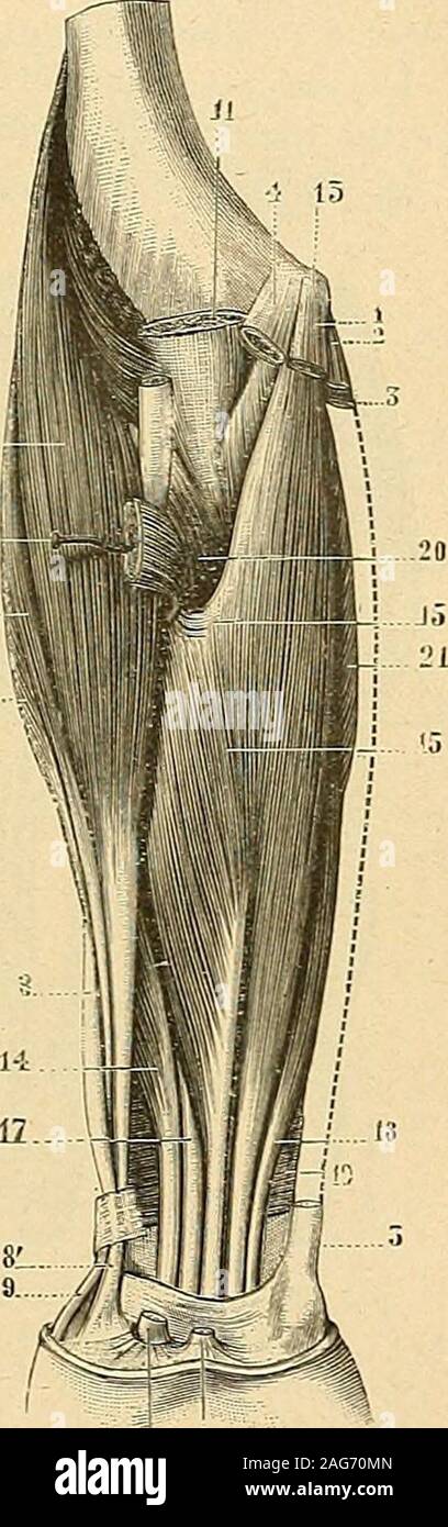 Anatomie du cubitus hi-res stock photography and images - Alamy