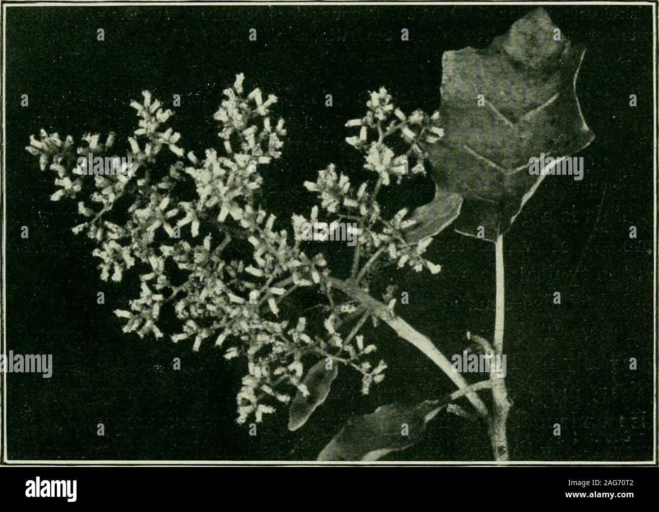. Plants of New Zealand. DAISY, DANDELION, AND THISTLE FAMILY Gemis Br ...