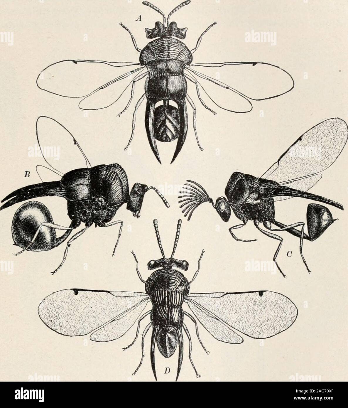 Theant hi-res stock photography and images - Alamy