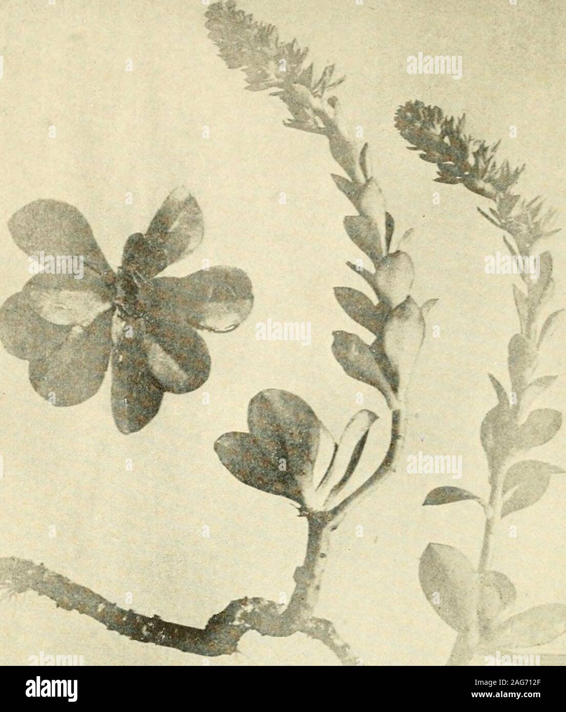 Targua hi-res stock photography and images - Alamy