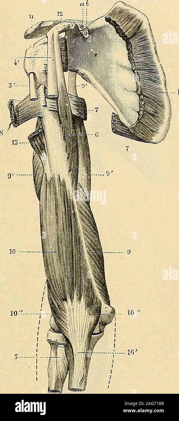 Anatomie de l'avant bras hi-res stock photography and images - Alamy