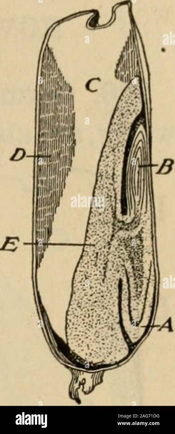 Teids hi-res stock photography and images - Alamy
