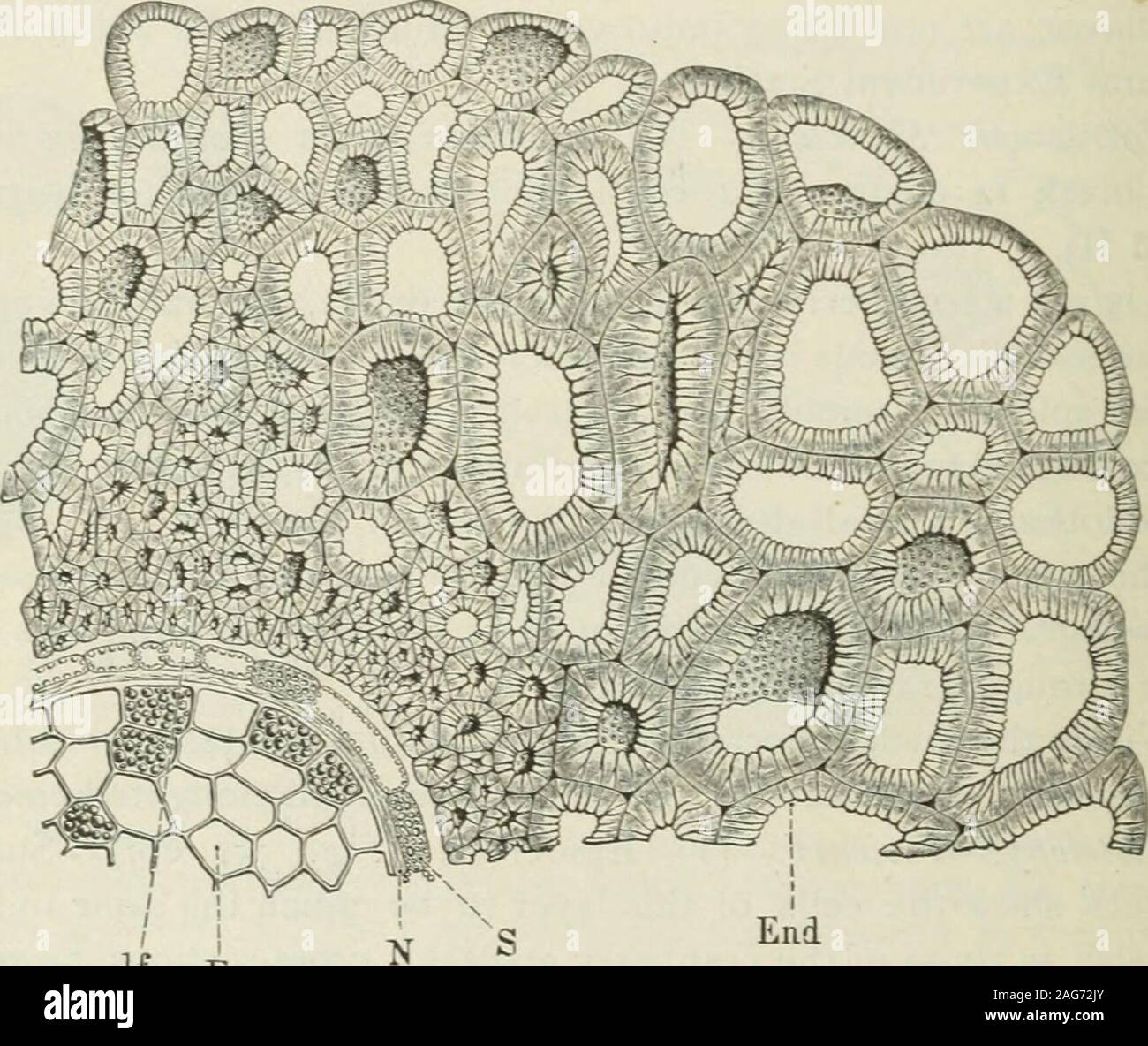 Pear stone cells hi-res stock photography and images - Alamy