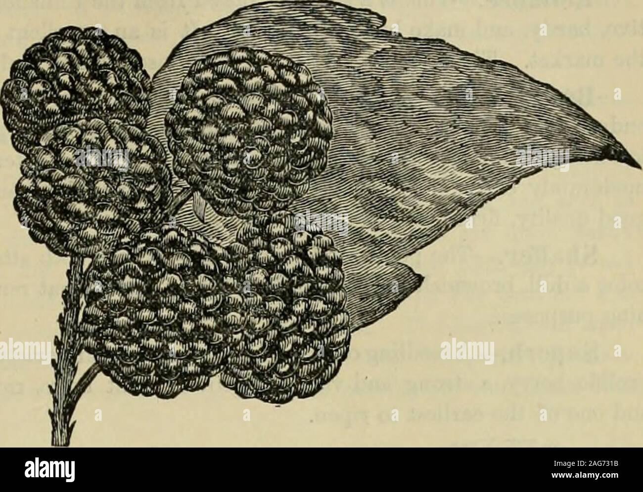 Planting raspberry canes hi-res stock photography and images - Alamy