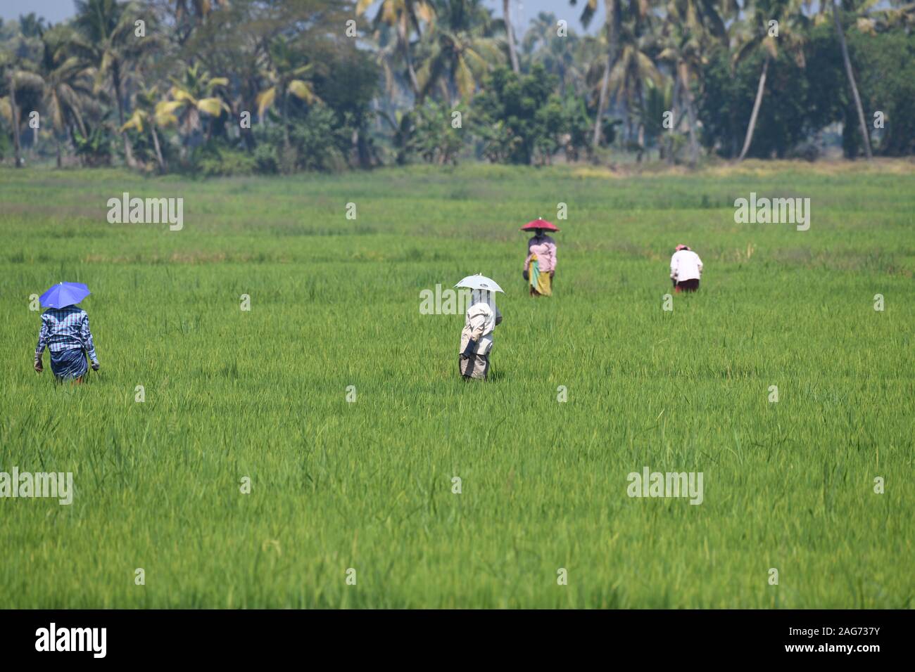 Kerala Paddy Field High Resolution Stock Photography and Images - Alamy