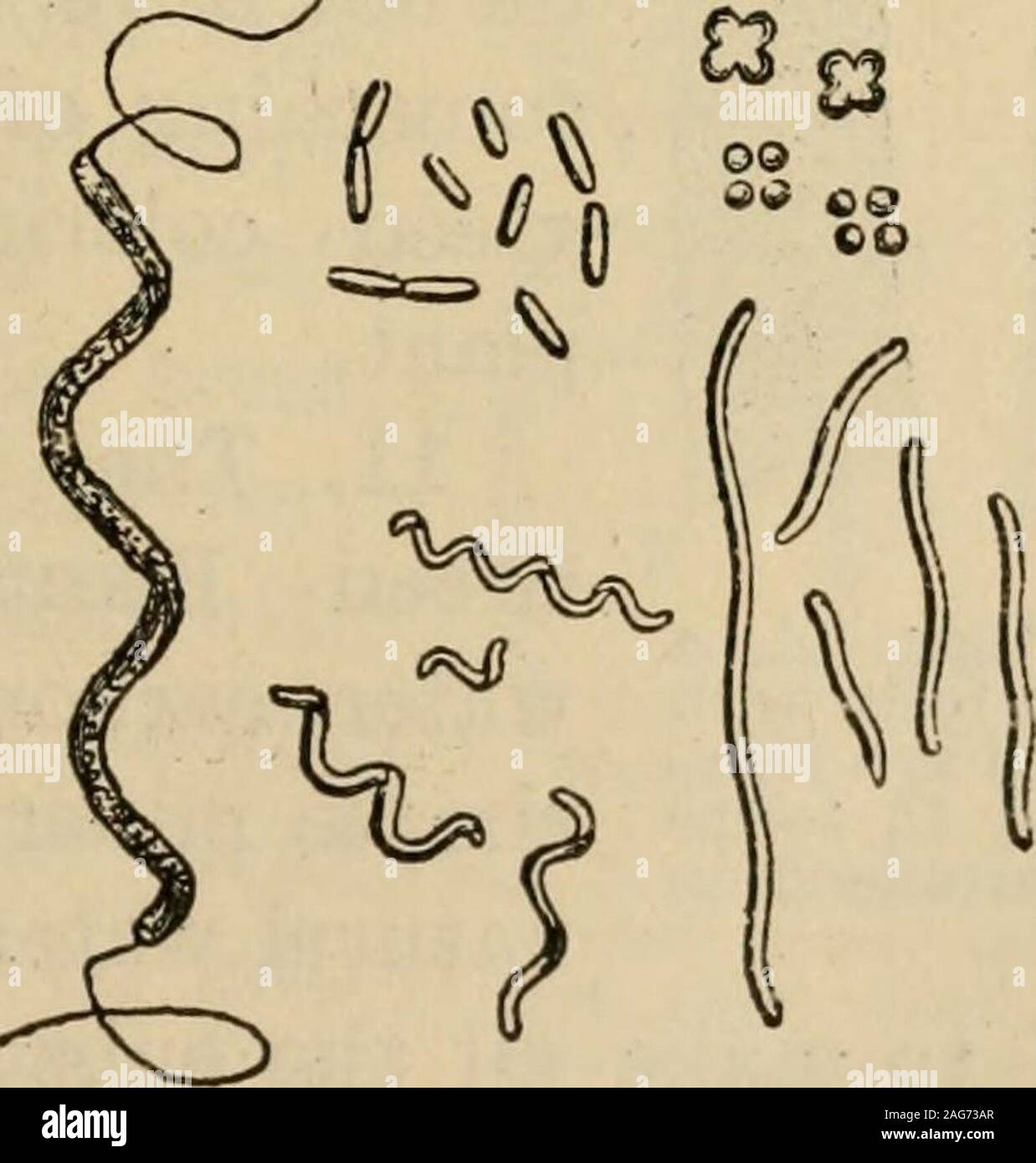 Disease causing fungi hi-res stock photography and images - Alamy