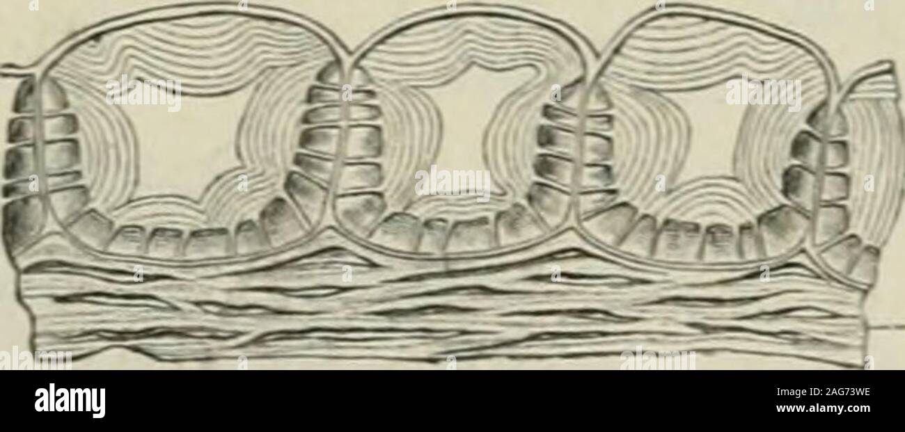 Thick cell walls hi-res stock photography and images - Alamy