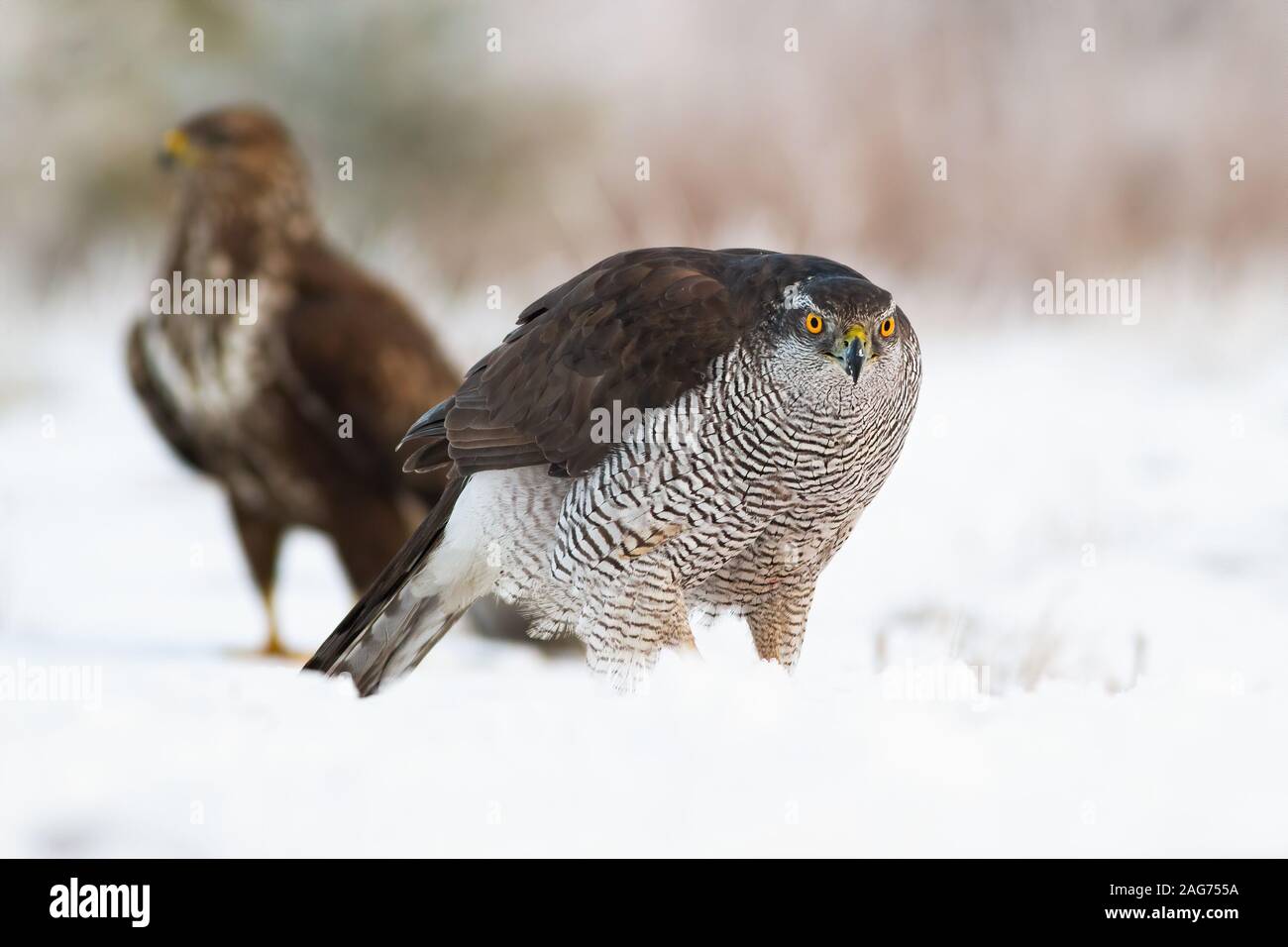 Northern goshawk with common buzzard on snow in wintertime Stock Photo ...