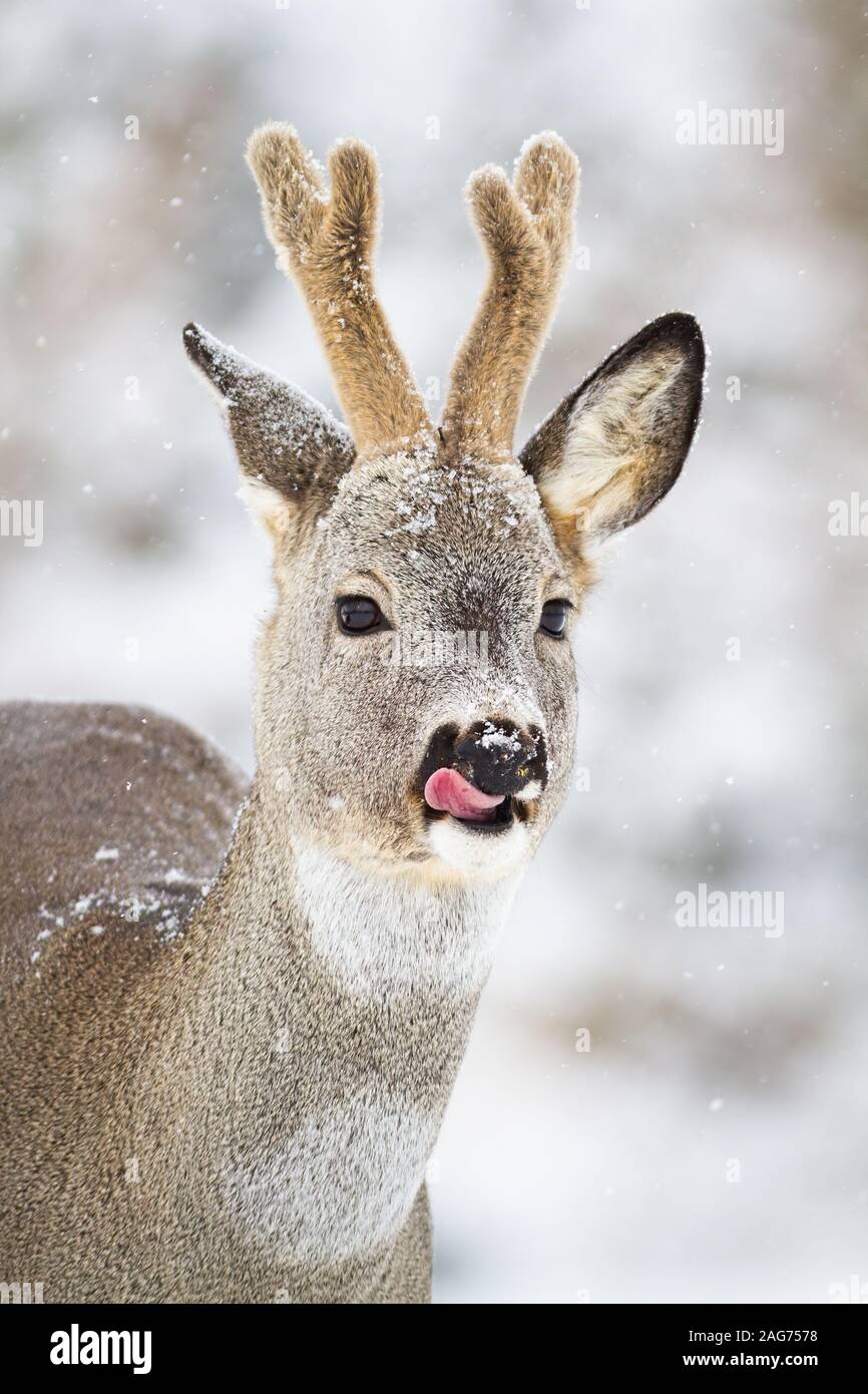 Roe deer buck with antlers in velvet licking with tongue in snowfall ...