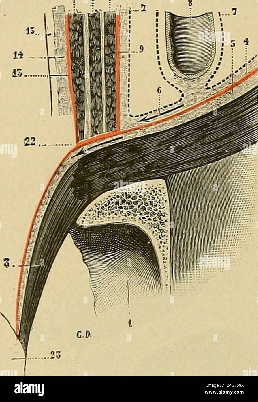 Anatomie pelvienne humaine hi-res stock photography and images - Alamy