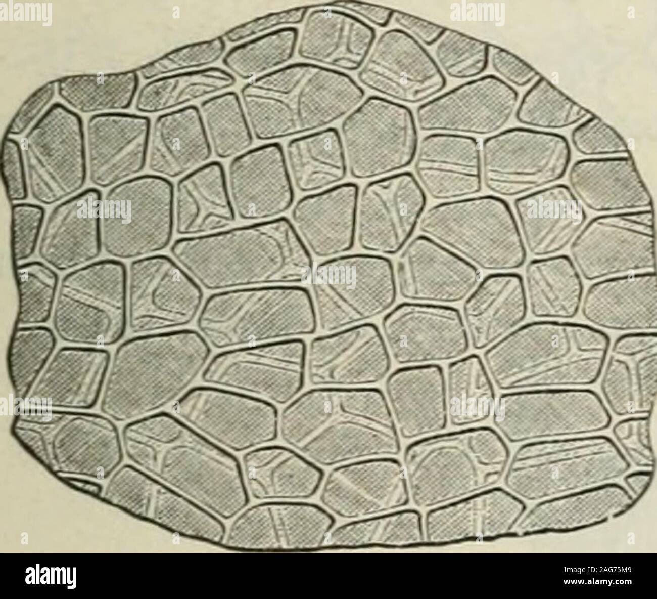. American journal of pharmacy. The Anatomy of Edible Berries. 25 ...