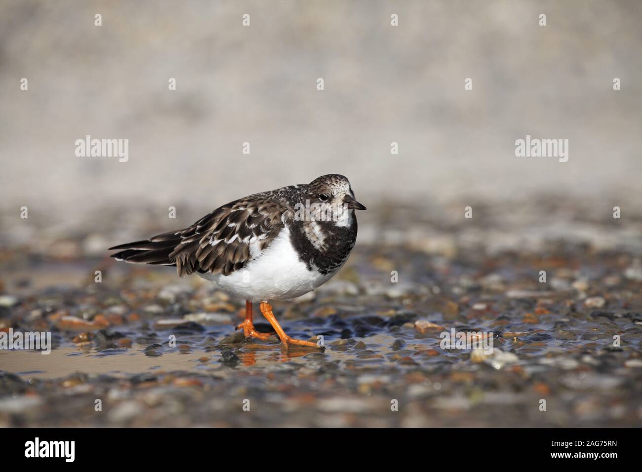 Ruddy turnstone Arenaria interpres in gravel car park Salthouse Norfolk ...