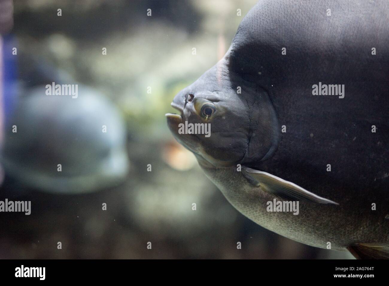 Blurred silhouette fish aquatic hi-res stock photography and images - Alamy