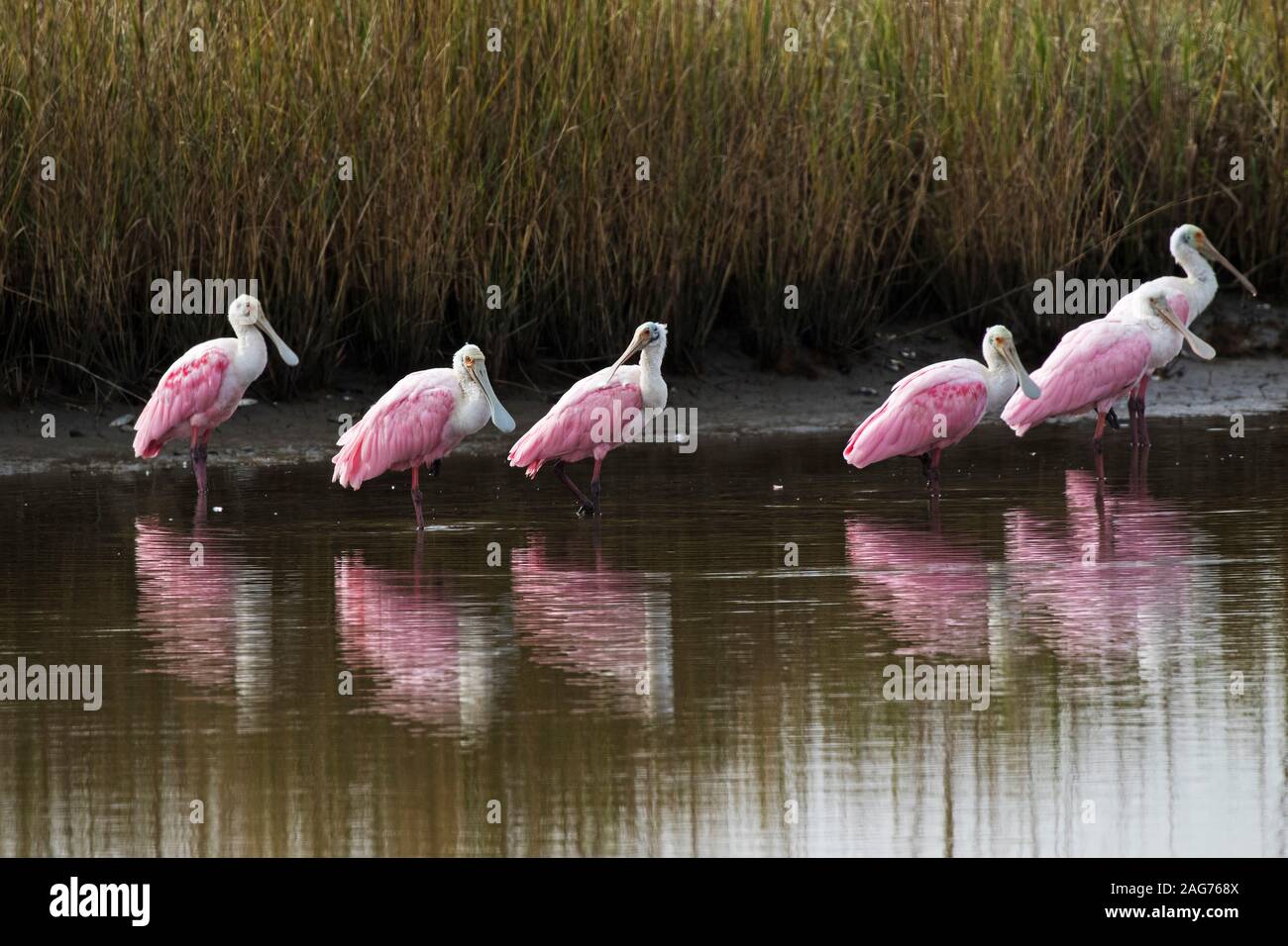 Roseate spoonbill Ajaia ajaja standing at the edge of a pool, Anahuac ...