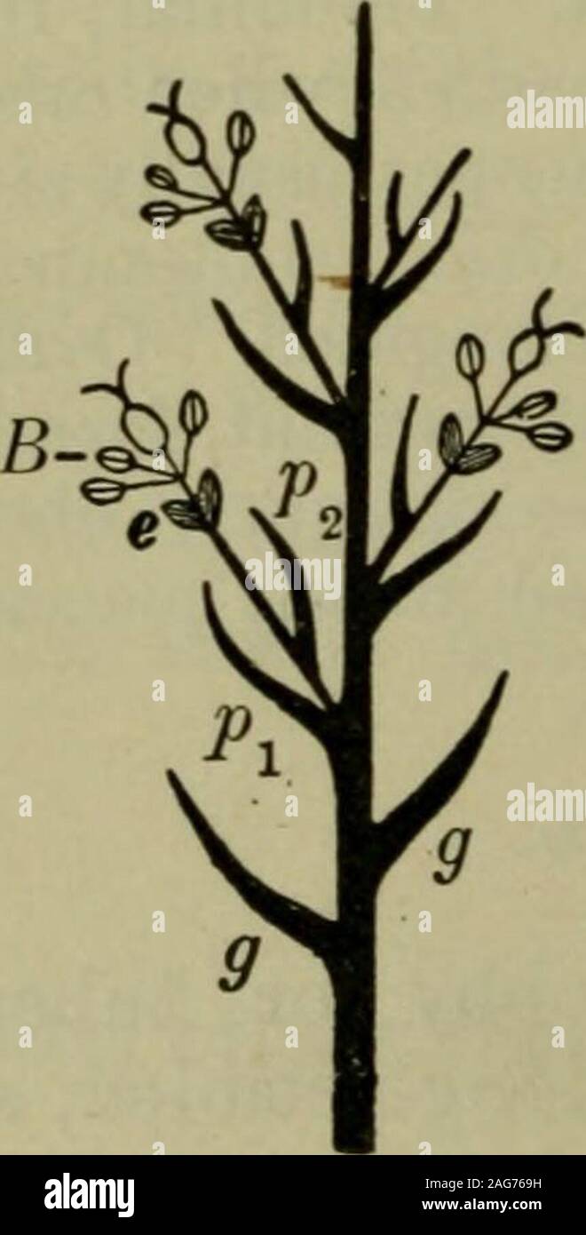 Sagittate shape hi-res stock photography and images - Alamy